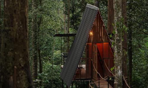 Wild Vibes | Wayanad